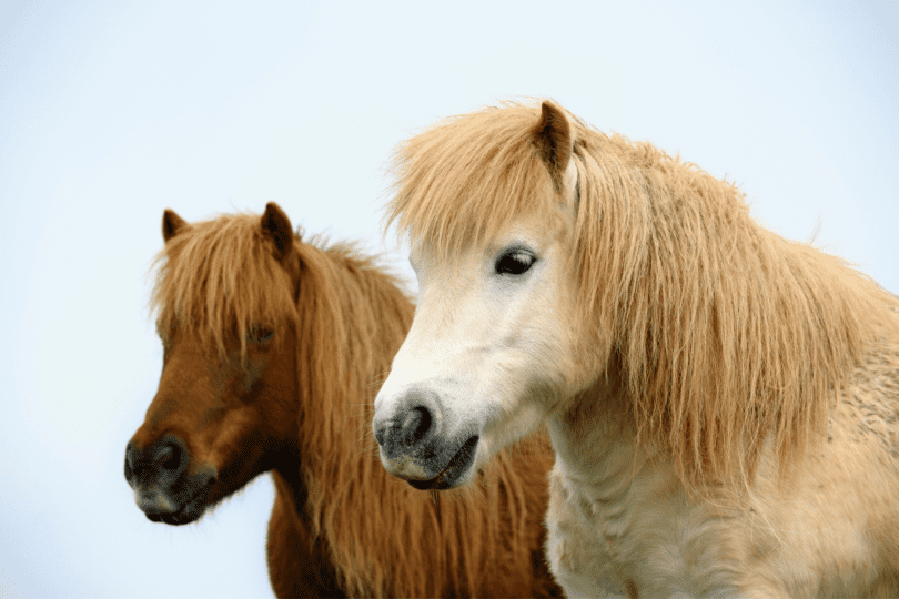 All About Shetland Ponies (facts, lifespan, care, etc.) - Horse Rookie