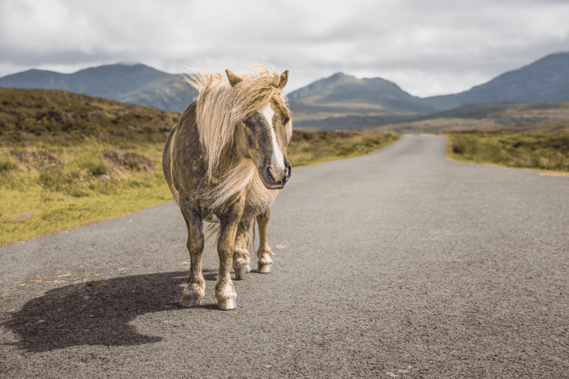 All About Shetland Ponies (facts, lifespan, care, etc.) - Horse Rookie