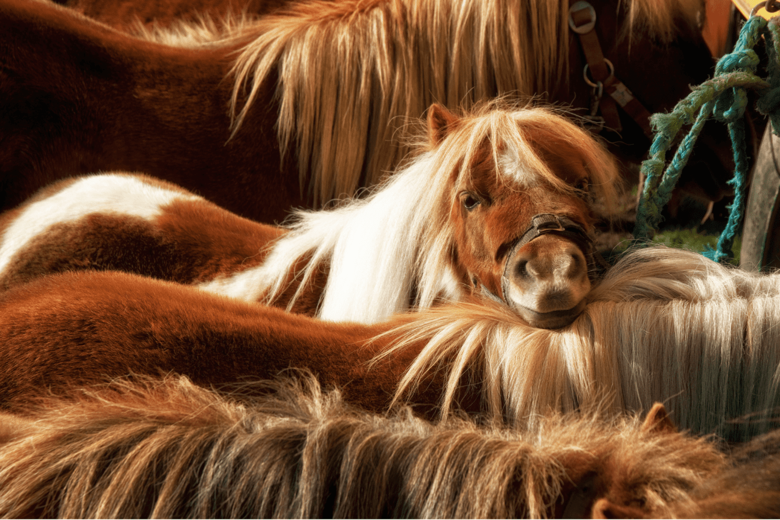 All About Shetland Ponies (facts, lifespan, care, etc.) - Horse Rookie