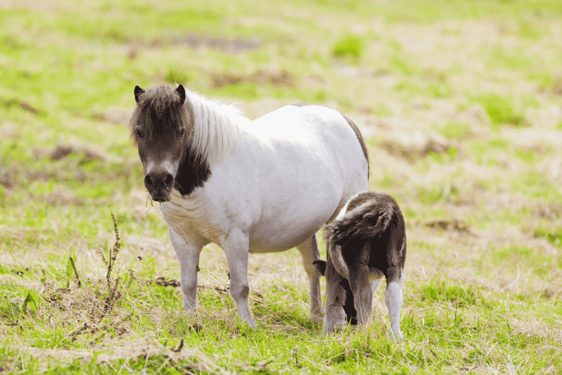 All About Shetland Ponies (facts, lifespan, care, etc.) - Horse Rookie