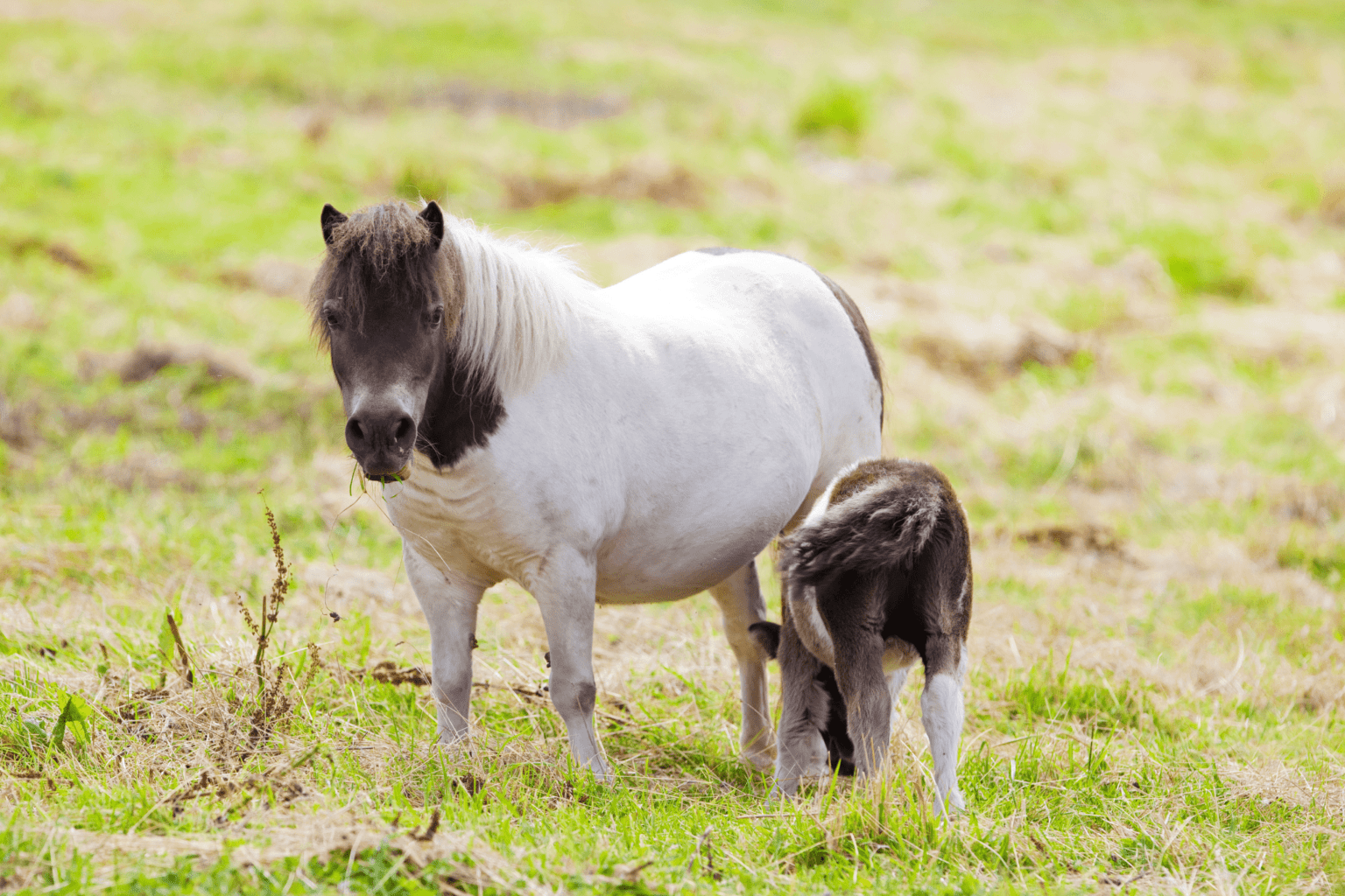 All About Shetland Ponies (facts, lifespan, care, etc.) - Horse Rookie