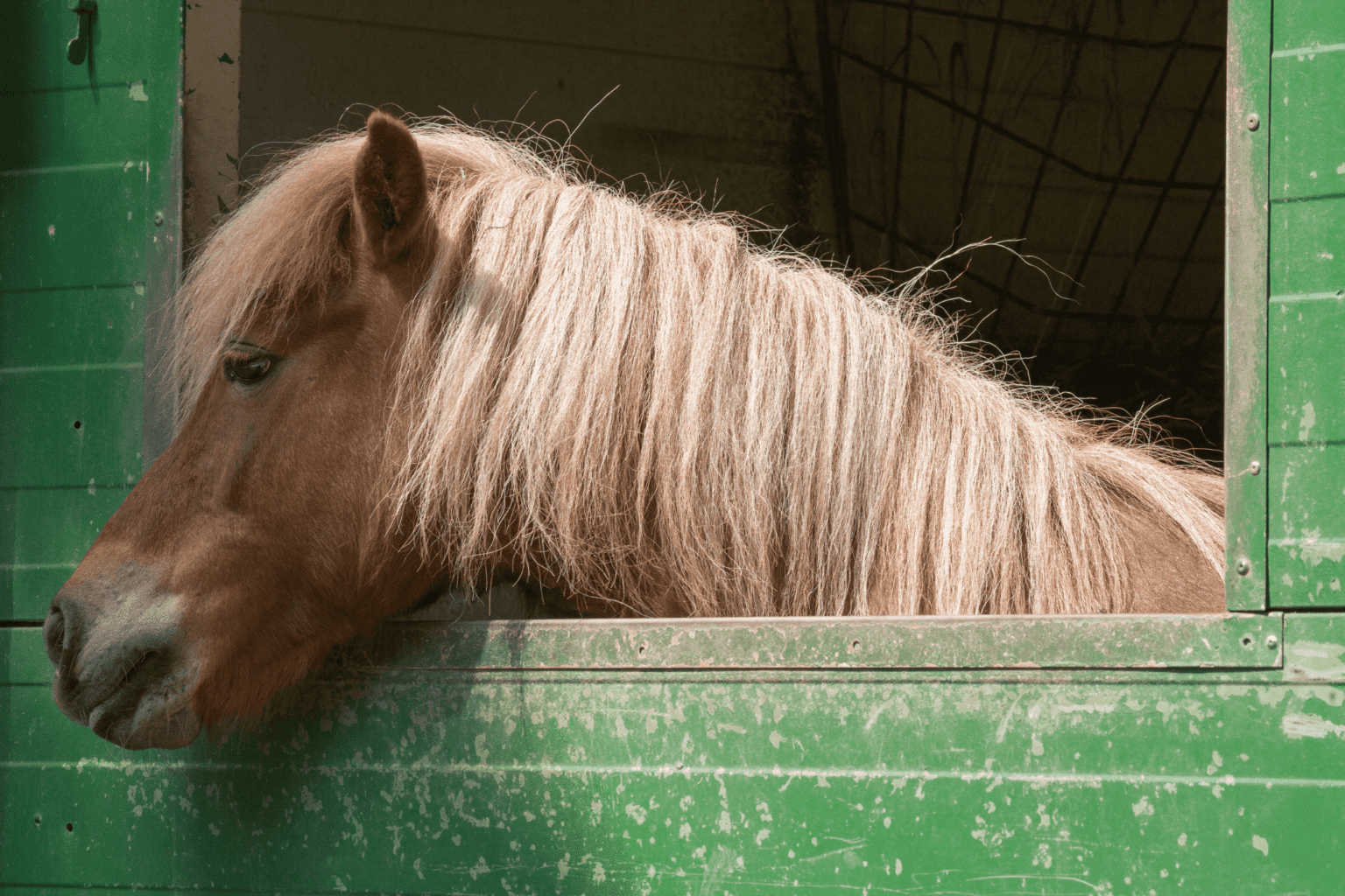 All About Shetland Ponies (facts, lifespan, care, etc.) - Horse Rookie