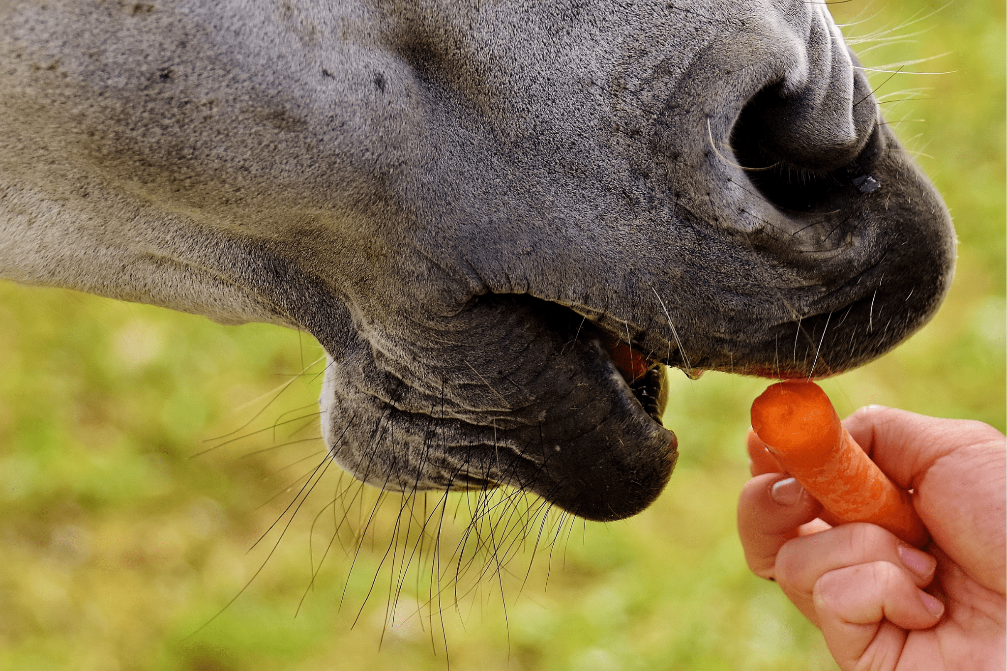 Which Herbs and Vegetables to Feed Your Horse (And Why) - Horse Rookie