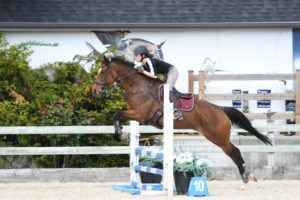 25 Tips to Take Your Show Jumping from Average to Awesome - Horse Rookie