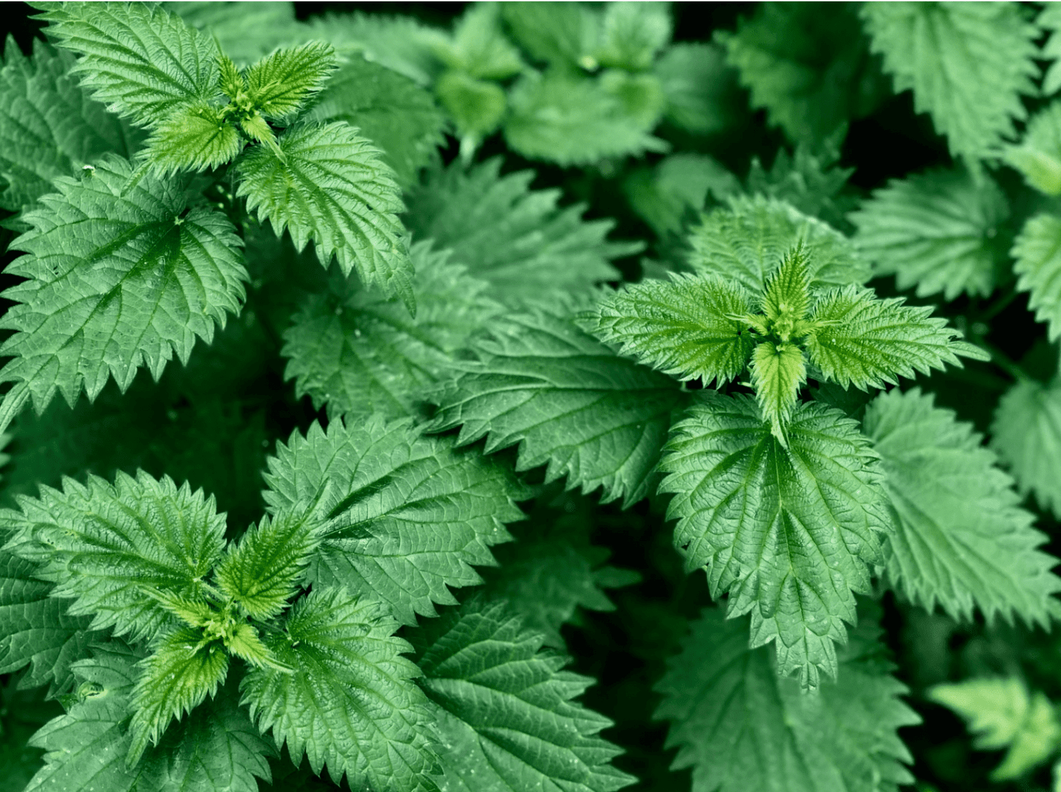 Which Herbs and Vegetables to Feed Your Horse (And Why) - Horse Rookie