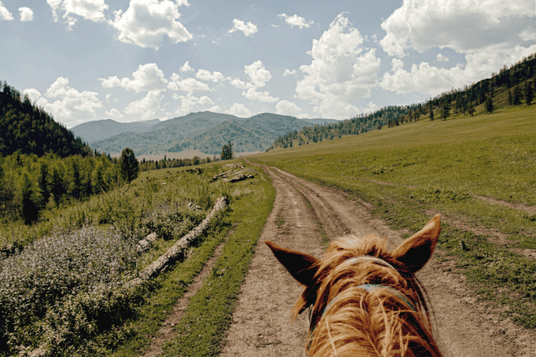 10 Best Horse Breeds for Trail Riding in Tranquility - Horse Rookie