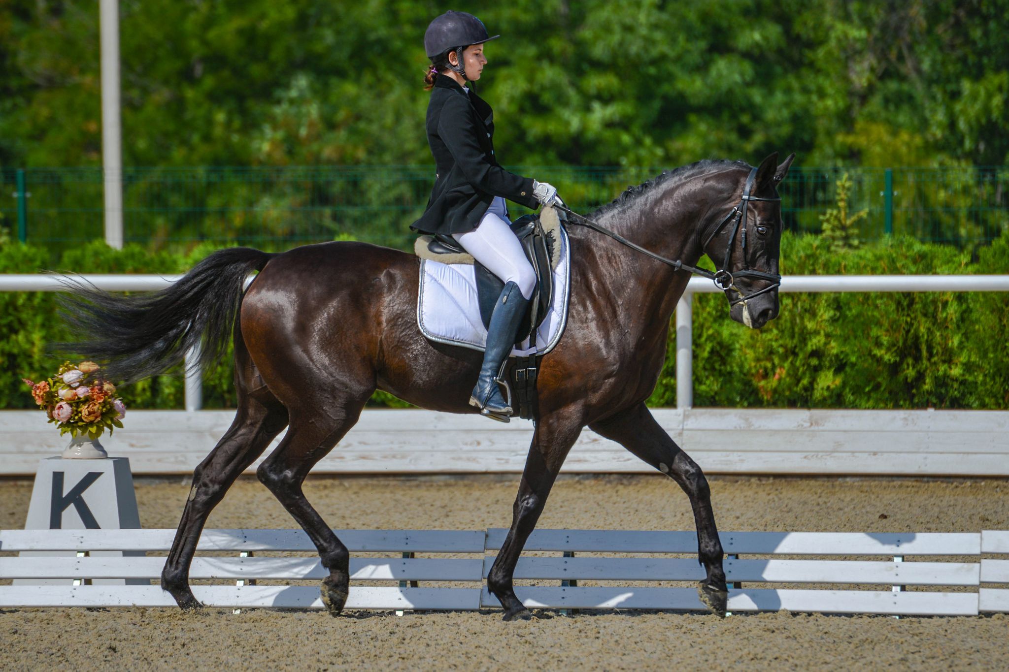 What are the levels of dressage? (With Video Examples) - Horse Rookie