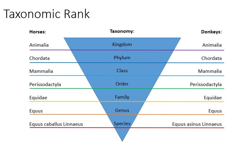 How to Adopt a Wild Donkey: A Helpful Beginner's Guide - Horse Rookie