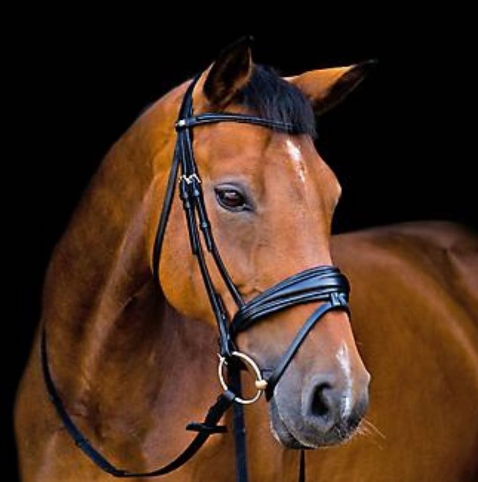 9 Best Dressage Bridles (Budget, Bling, Convertible) - Horse Rookie