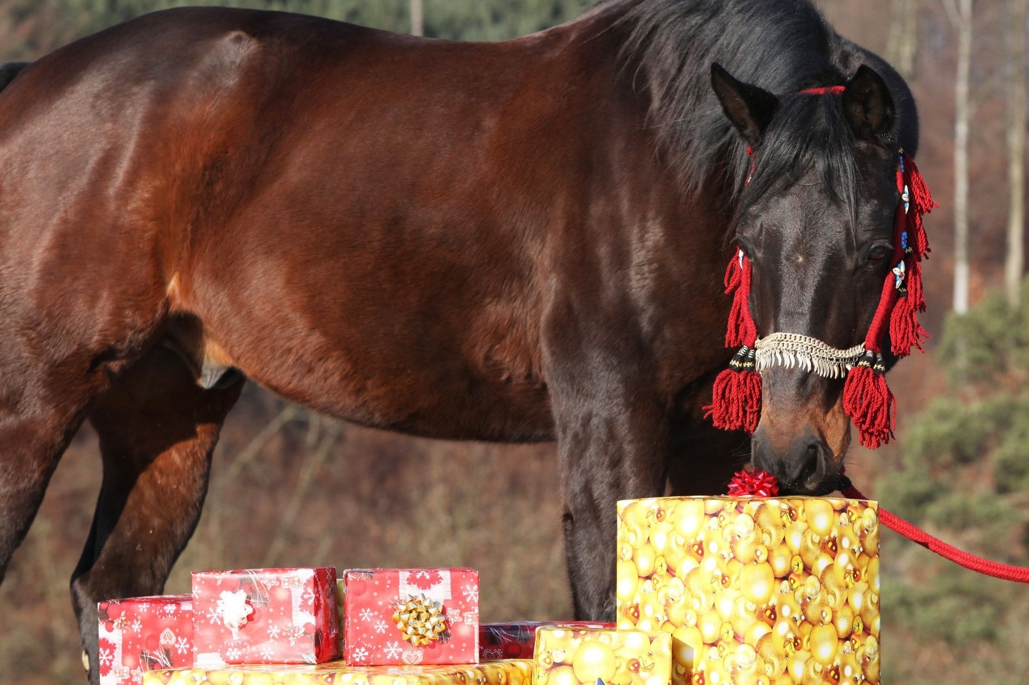 Top 10 Practical Gifts Horse Owners Will Actually Use - Horse Rookie