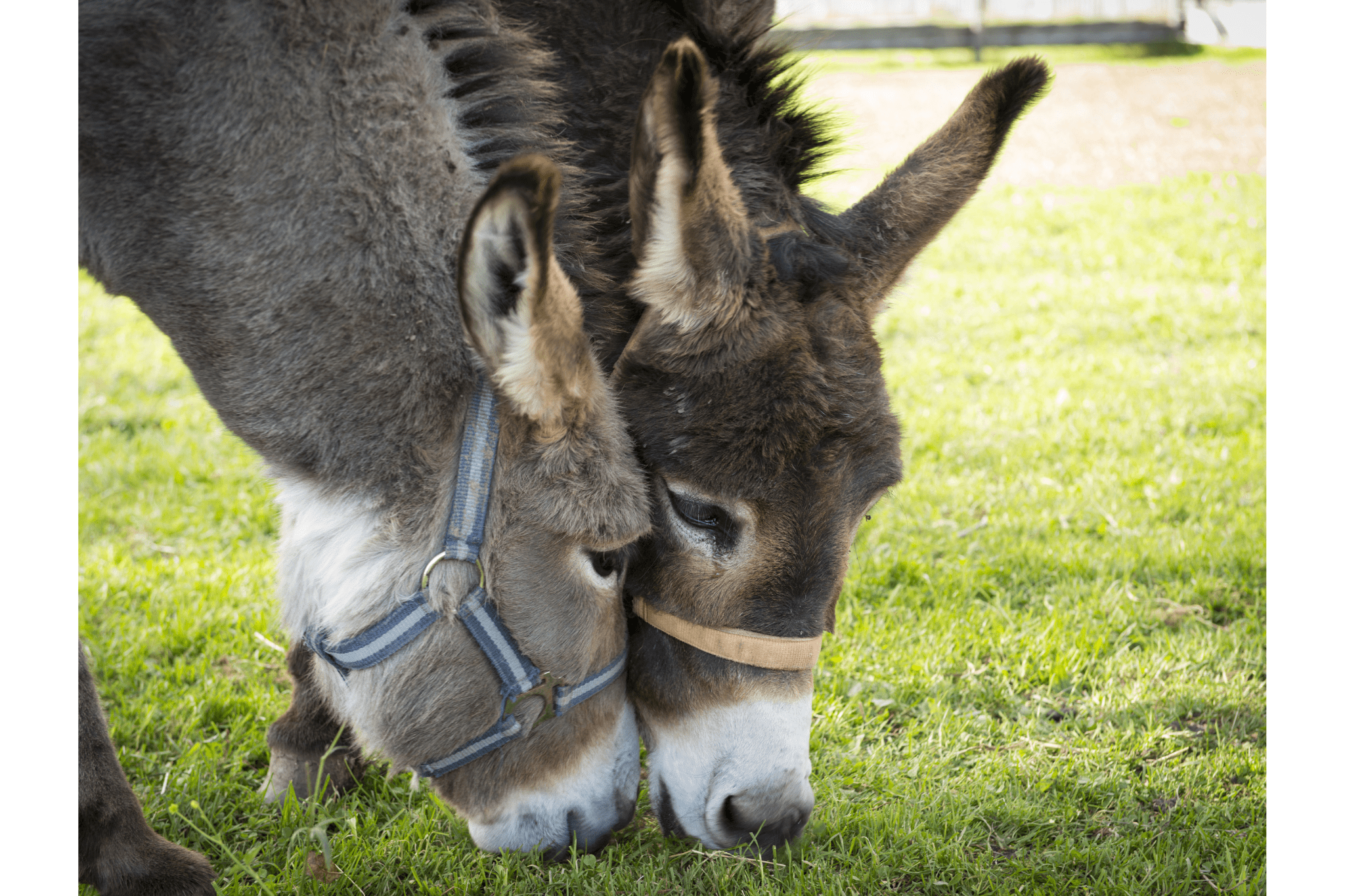 14 Best Treats and Toys for Busy-Minded Donkeys - Horse Rookie