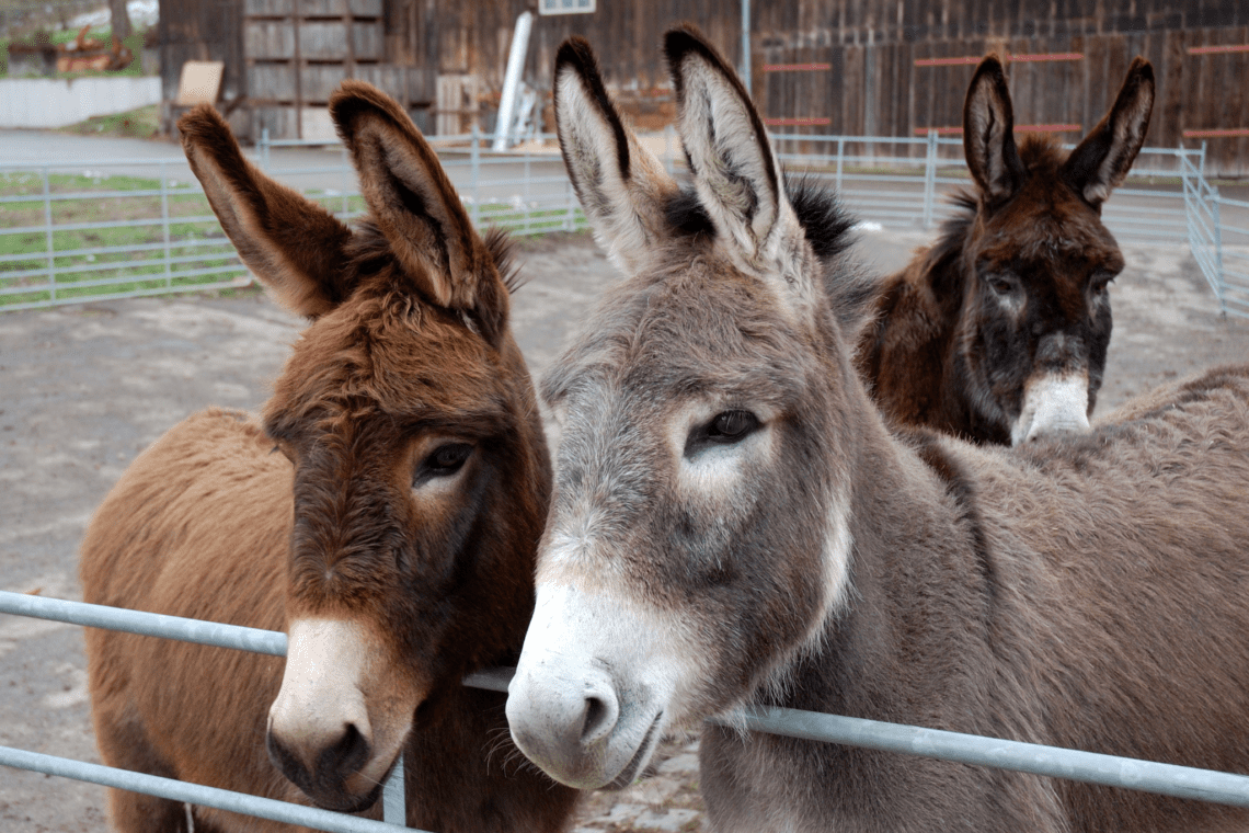 14 Best Treats and Toys for Busy-Minded Donkeys - Horse Rookie