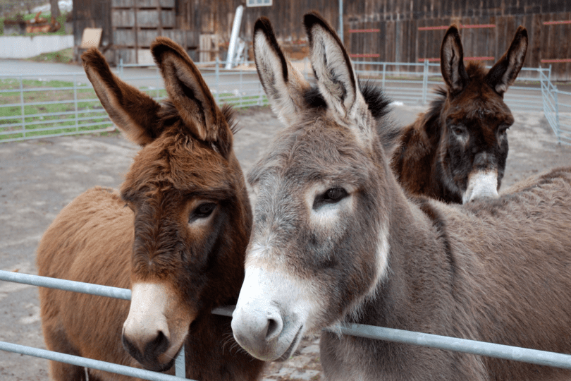 14 Best Treats and Toys for Busy-Minded Donkeys - Horse Rookie