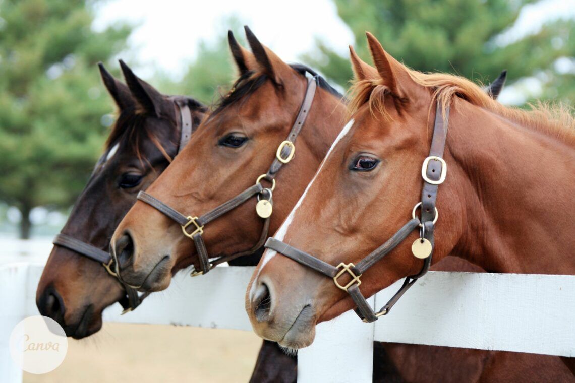 Appendix Quarter Horses: A Winning Combination - Horse Rookie