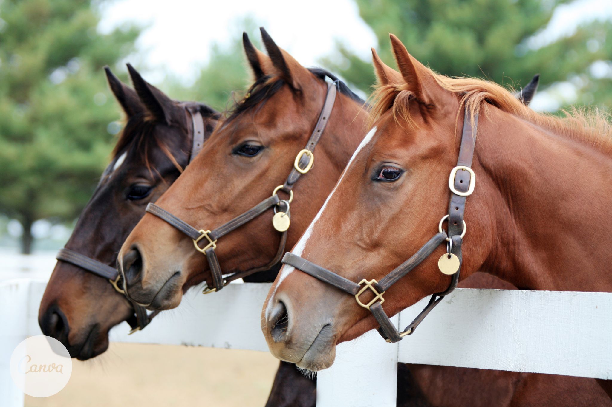 Appendix Quarter Horses: A Winning Combination - Horse Rookie