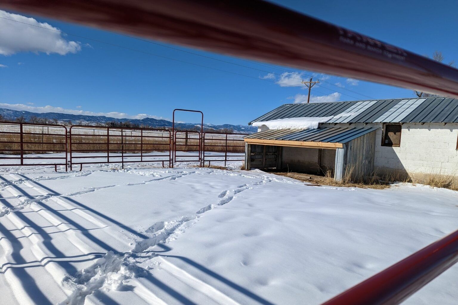 Owning Donkeys for Beginners (Pros, Cons, What to Expect) - Horse Rookie