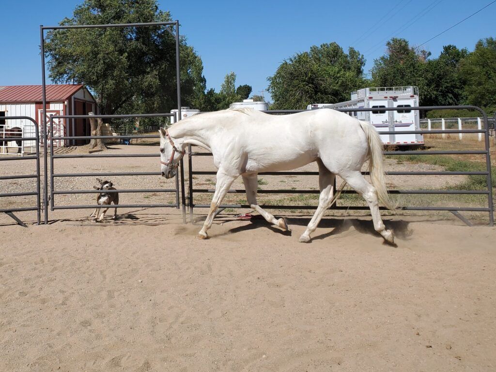 Appendix Quarter Horses: A Winning Combination - Horse Rookie