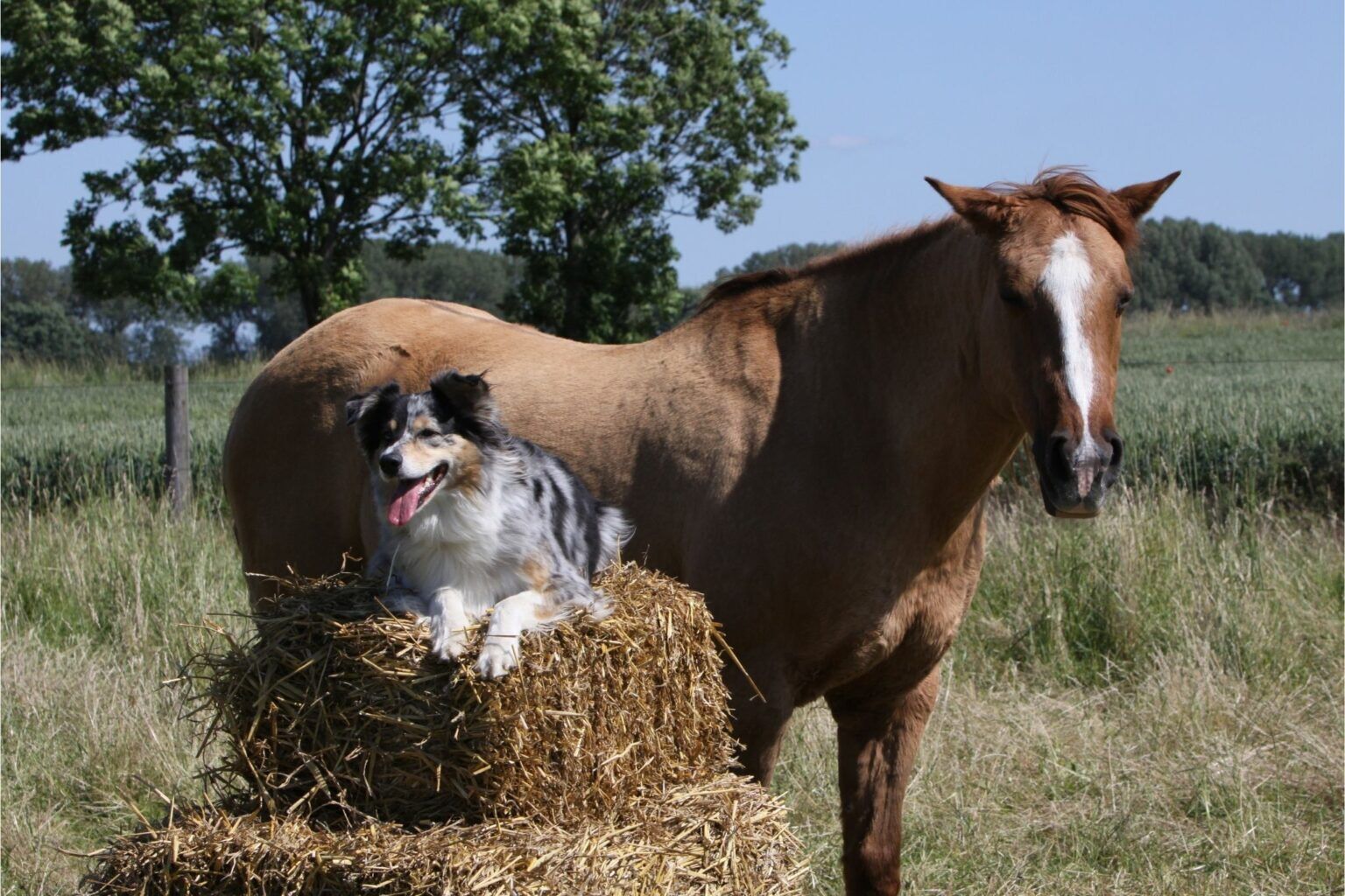 7 Best Dog Breeds for Horseback Riding Harmony - Horse Rookie