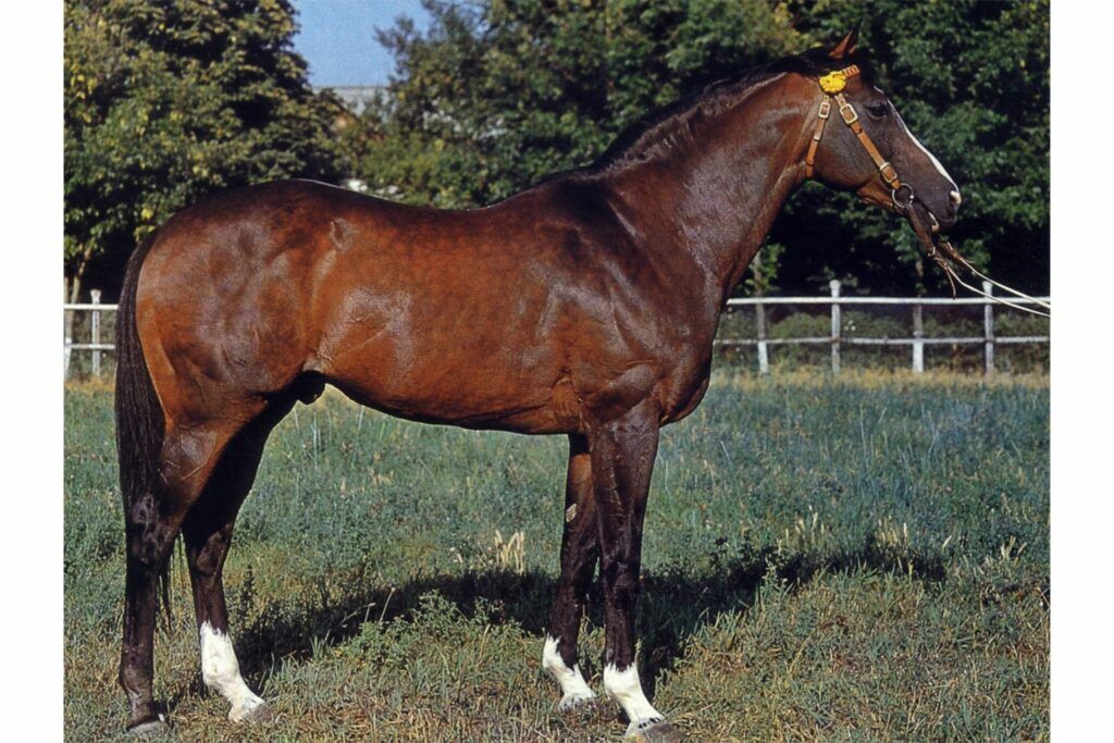 All About Horse Dapples (Genetics, Breeds, etc.) - Horse Rookie