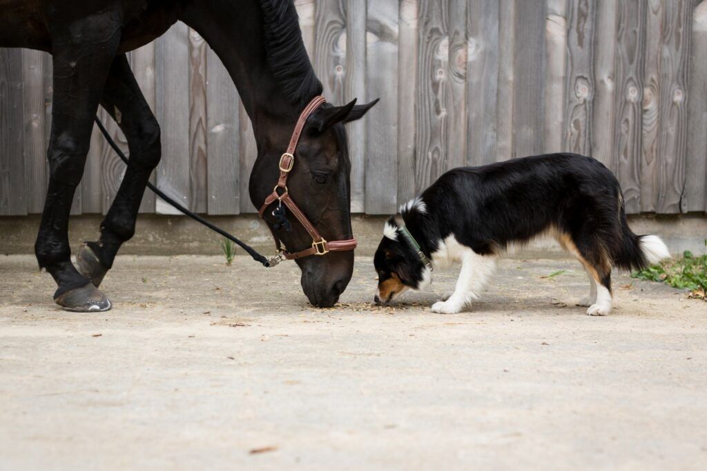 7 Best Dog Breeds for Horseback Riding Harmony - Horse Rookie