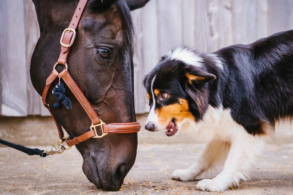 7 Best Dog Breeds for Horseback Riding Harmony - Horse Rookie