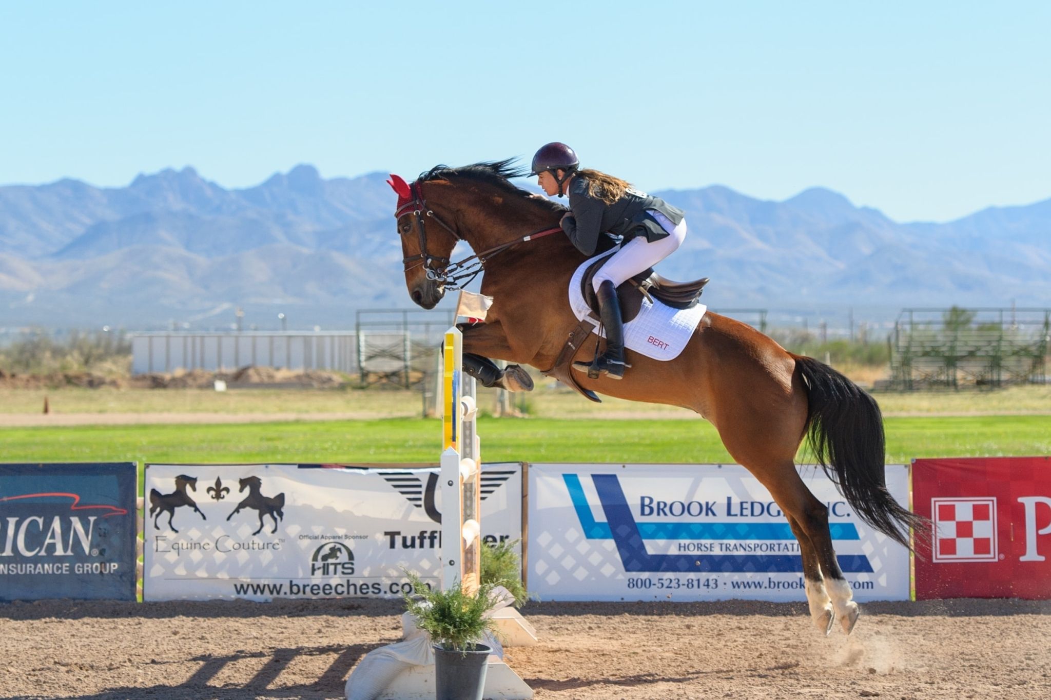 Jump Jargon: A Simple Guide to Horse Jumping Terms - Horse Rookie