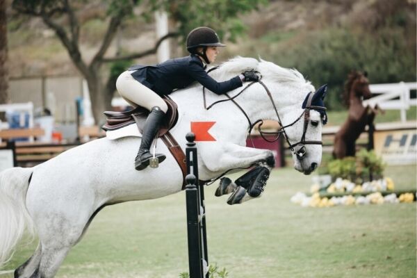 Jump Jargon: A Simple Guide to Horse Jumping Terms - Horse Rookie