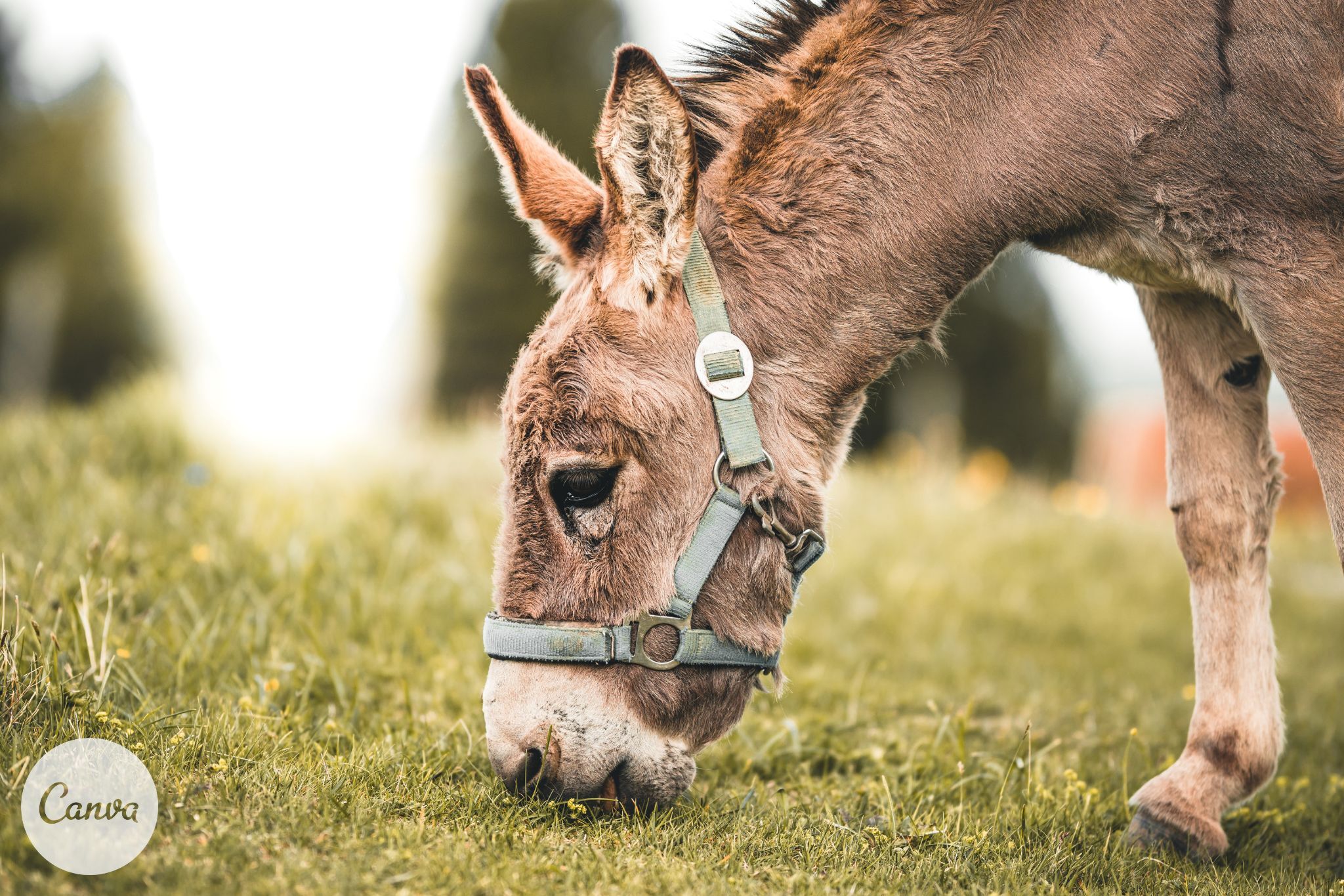 Owning Donkeys for Beginners (Pros, Cons, What to Expect) - Horse Rookie