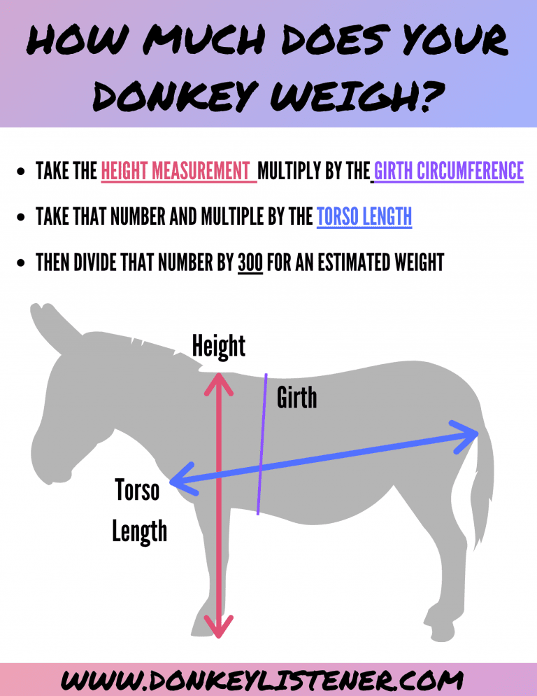 Safety First: How Much Can a Donkey Carry? - Horse Rookie