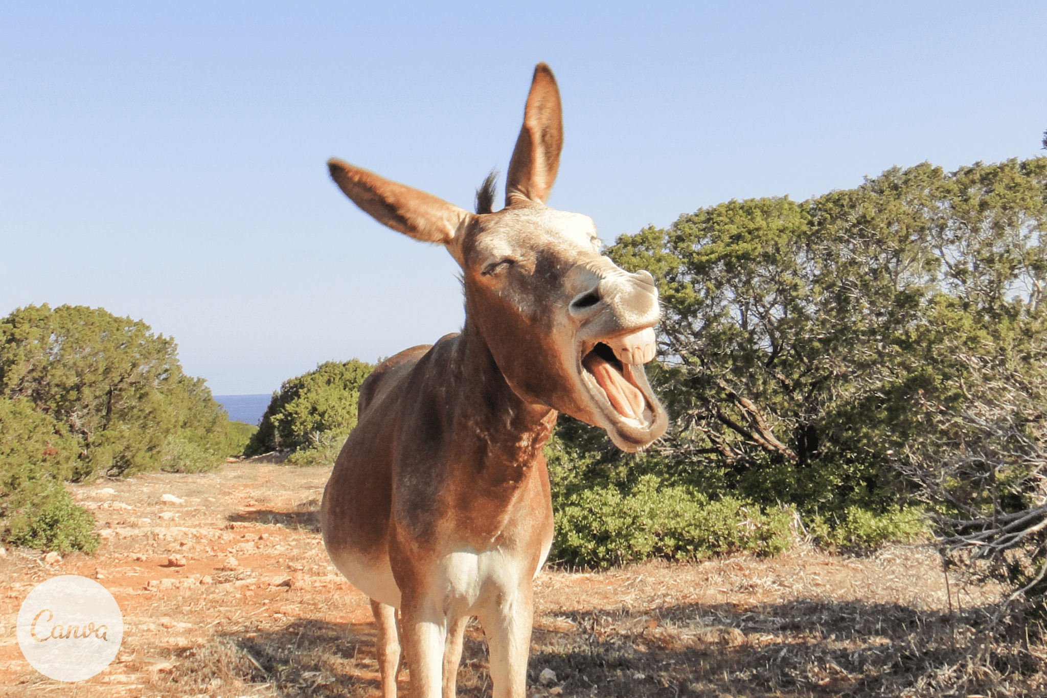 Owning Donkeys for Beginners (Pros, Cons, What to Expect) - Horse Rookie