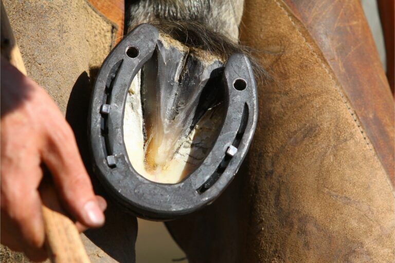 Horse Hoof Terminology Every Equestrian Should Know - Horse Rookie