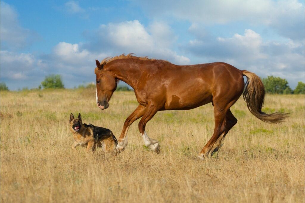 7 Best Dog Breeds for Horseback Riding Harmony - Horse Rookie