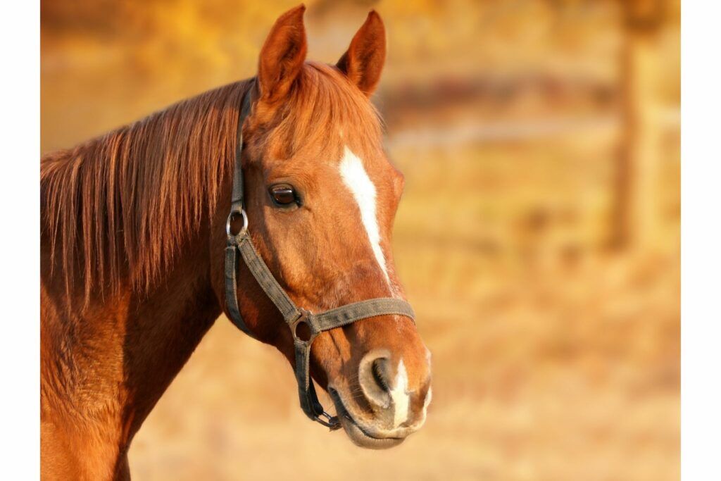 Grade Horse: What's it mean & does it matter? - Horse Rookie