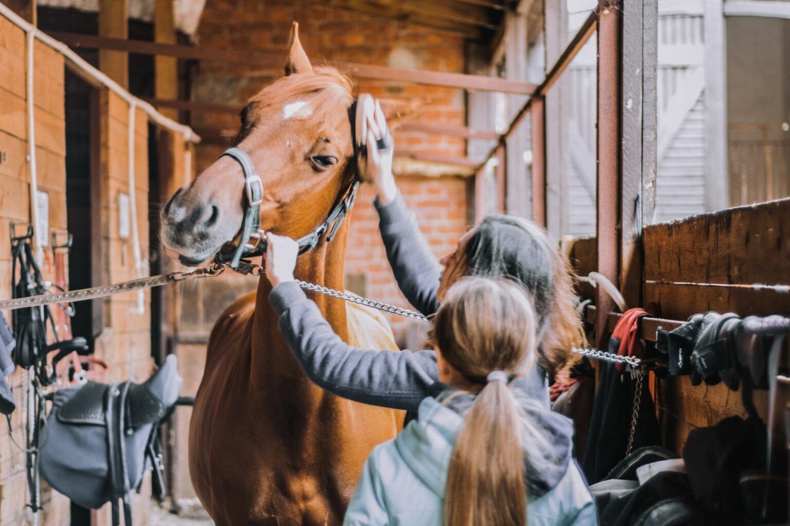 Horse Handling 101: A Helpful Beginner’s Guide - Horse Rookie