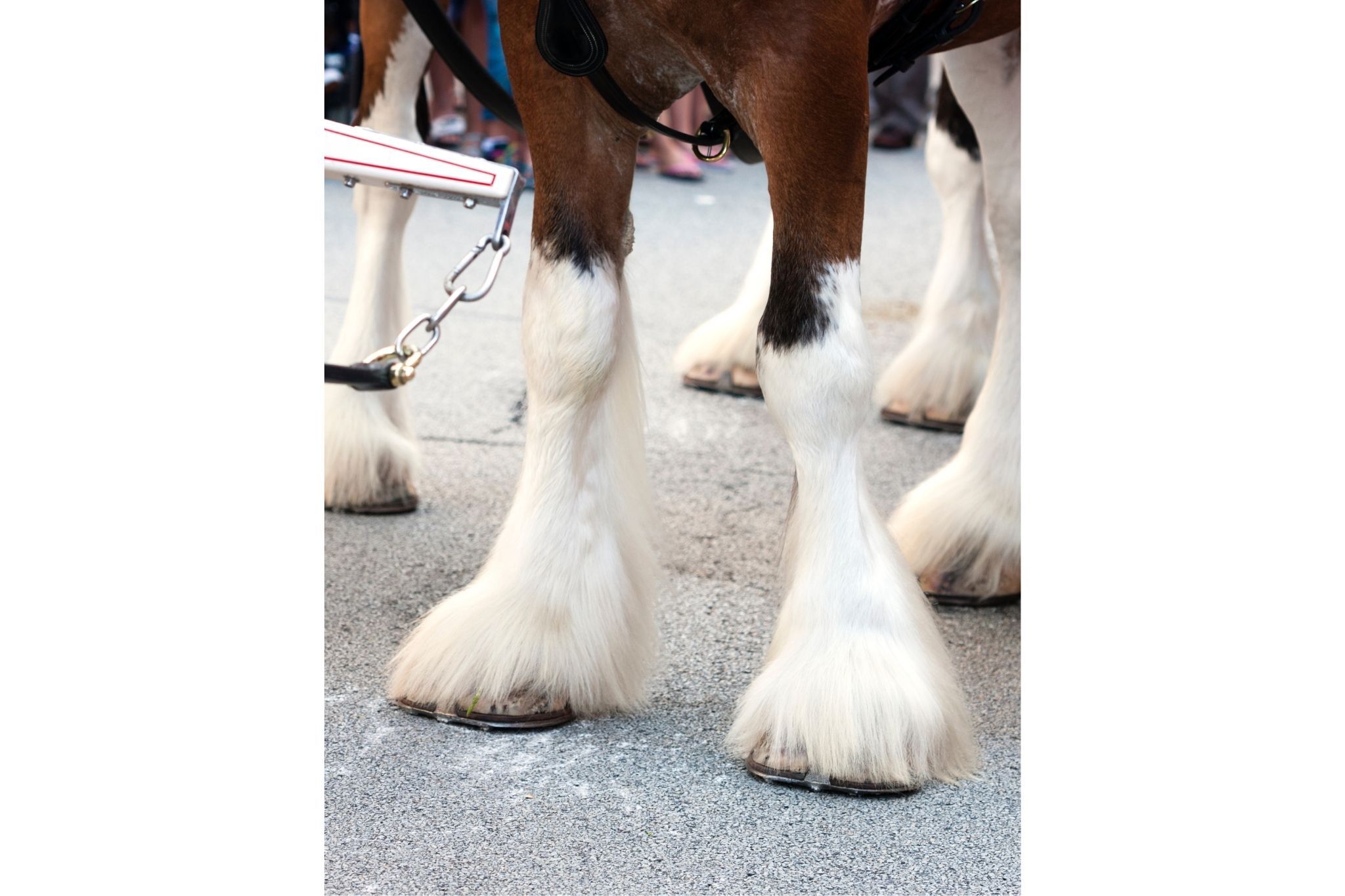 Horses With Hairy Feet? Yep, They're Called Feathers. - Horse Rookie