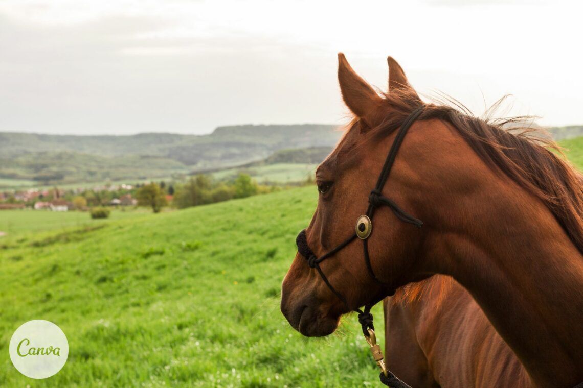 Appendix Quarter Horses: A Winning Combination - Horse Rookie