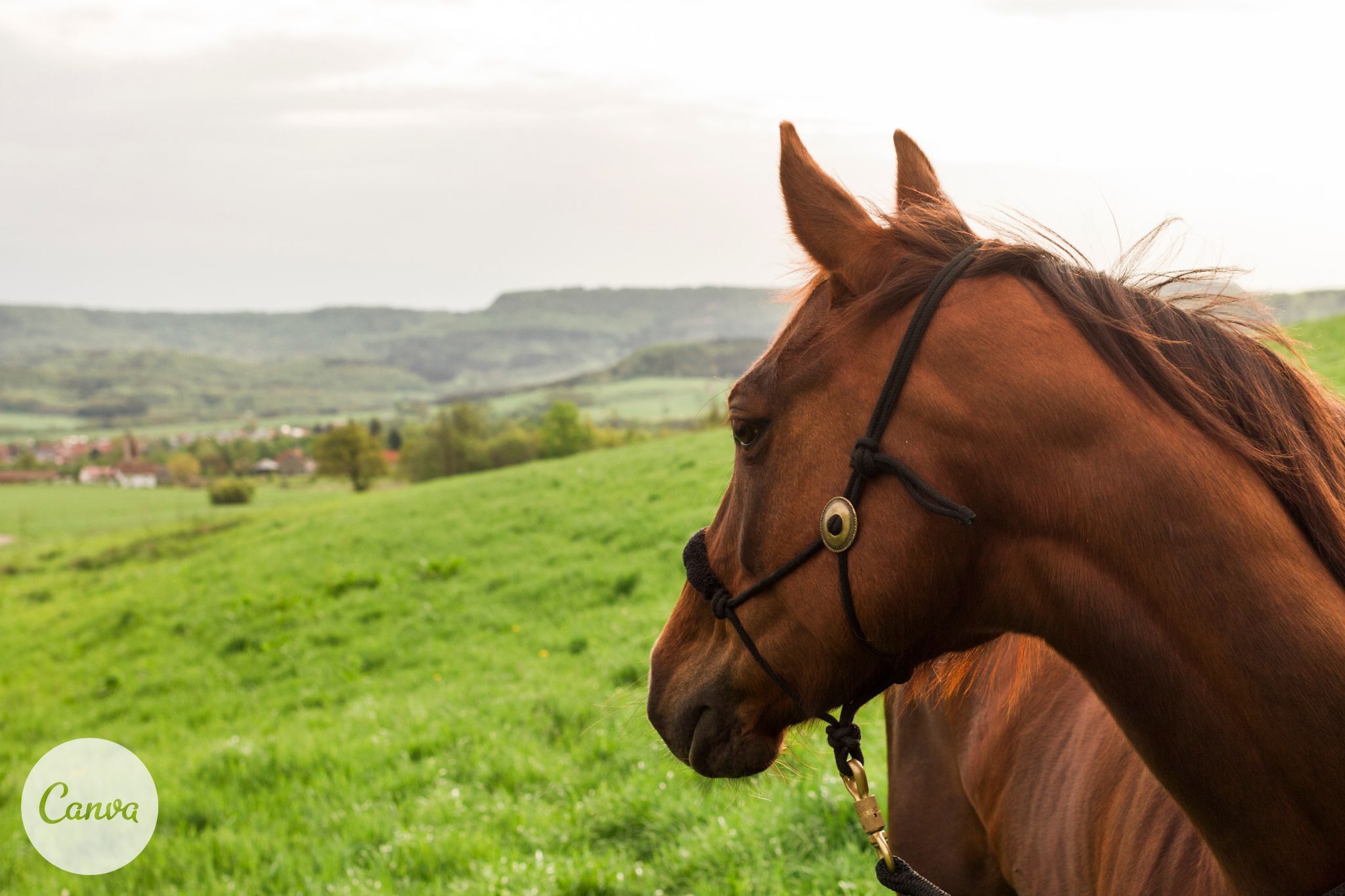 Appendix Quarter Horses: A Winning Combination - Horse Rookie