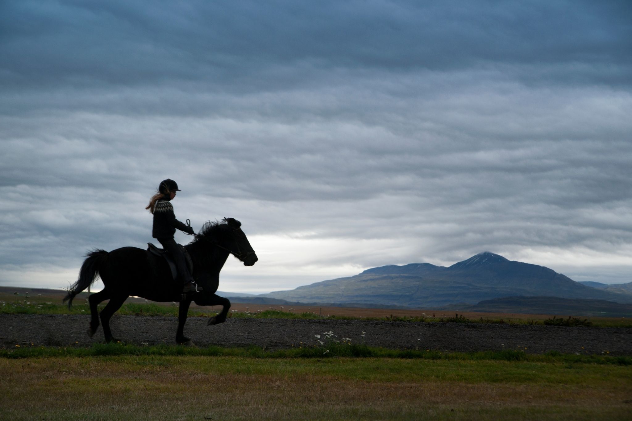Gaited Horses for Beginners: What You Need to Know! - Horse Rookie