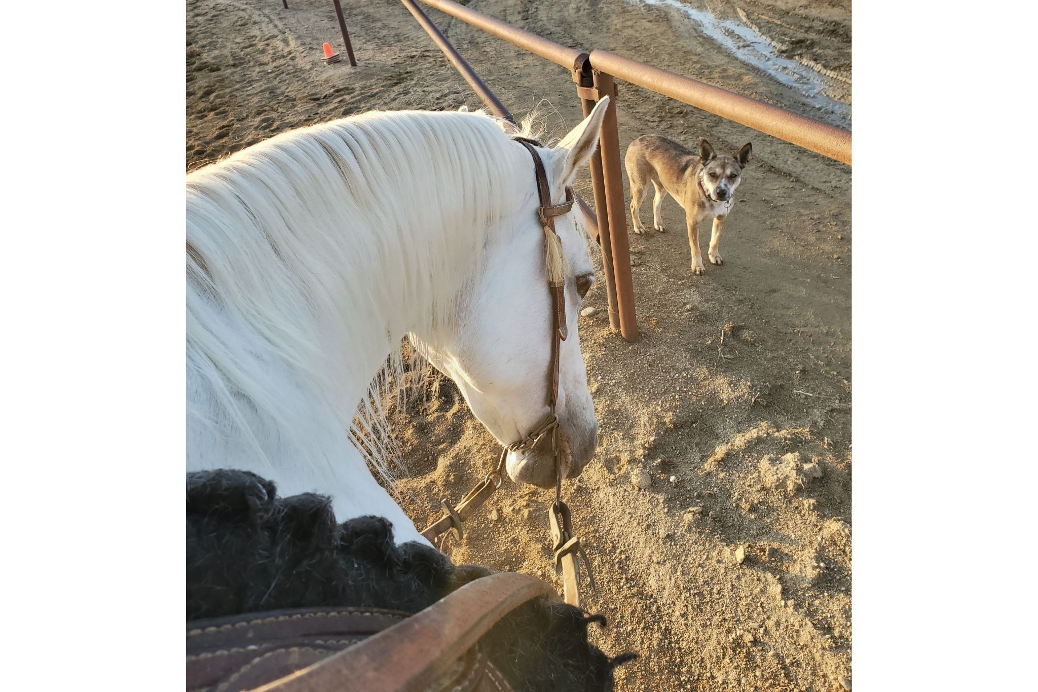 7 Best Dog Breeds for Horseback Riding Harmony - Horse Rookie