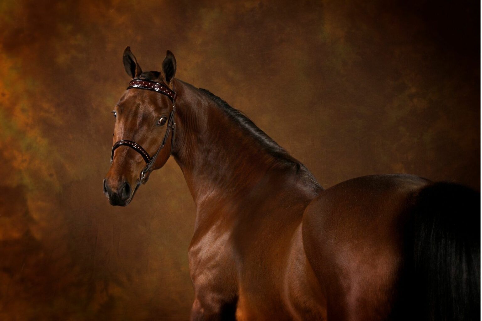 Gaited Horses for Beginners: What You Need to Know! - Horse Rookie