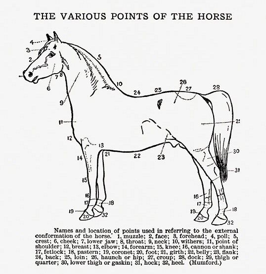 Horse Conformation Terminology Made Simple - Horse Rookie