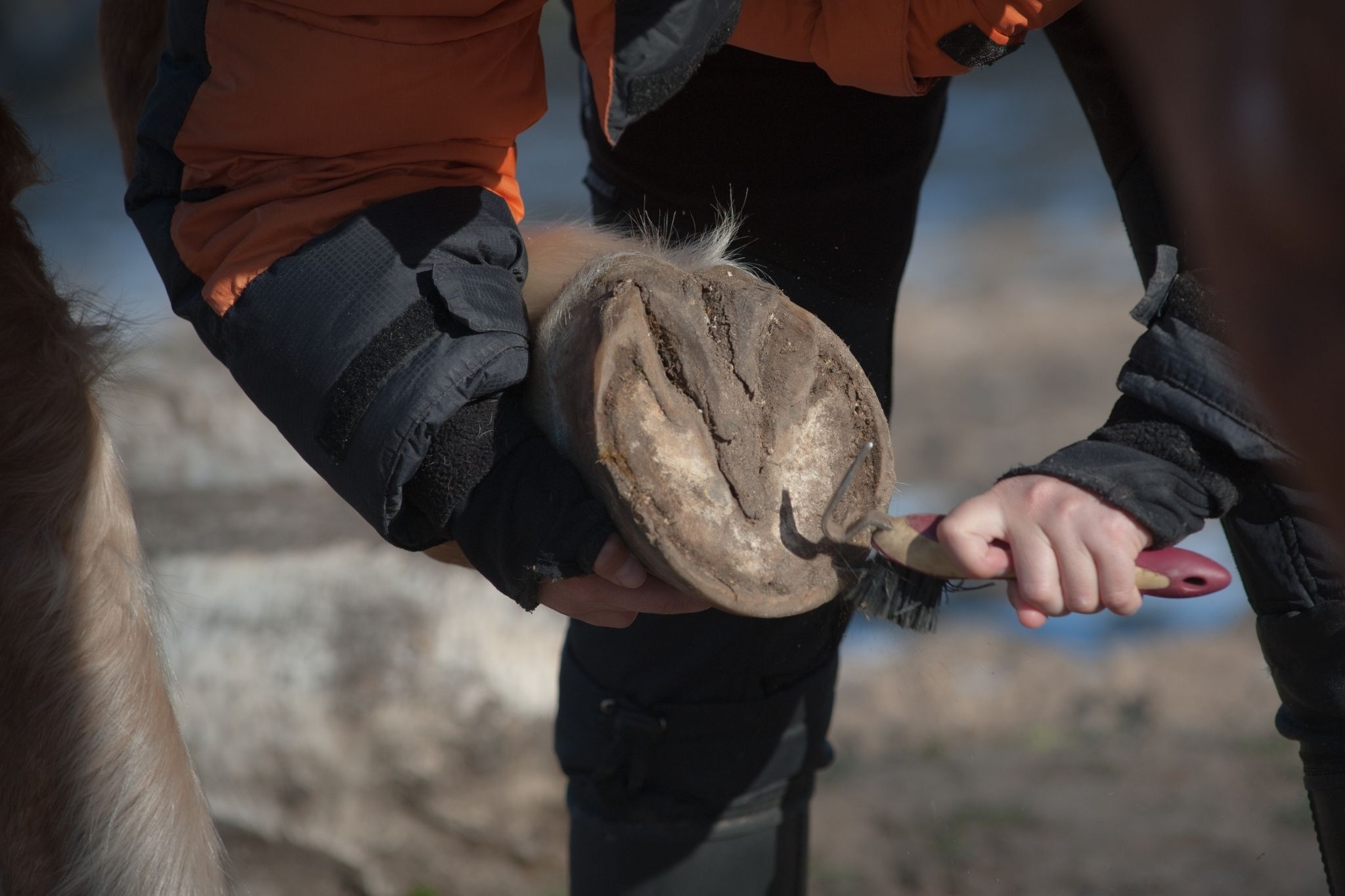 Horse Hoof Terminology Every Equestrian Should Know - Horse Rookie