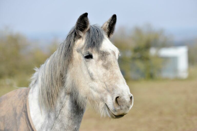 Grade Horse: What's it mean & does it matter? - Horse Rookie