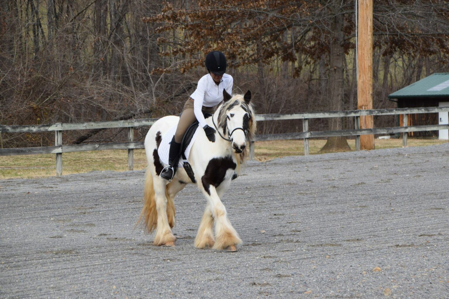 Horses With Hairy Feet? Yep, They're Called Feathers. - Horse Rookie