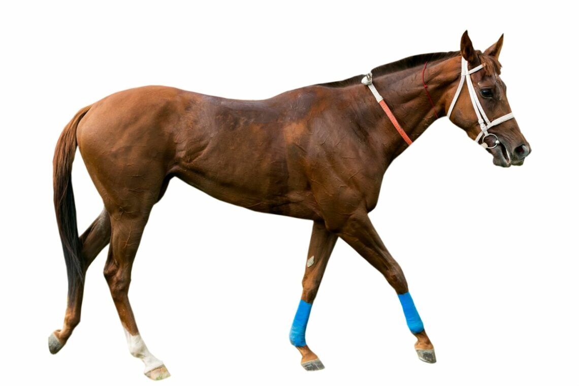 Appendix Quarter Horses: A Winning Combination - Horse Rookie