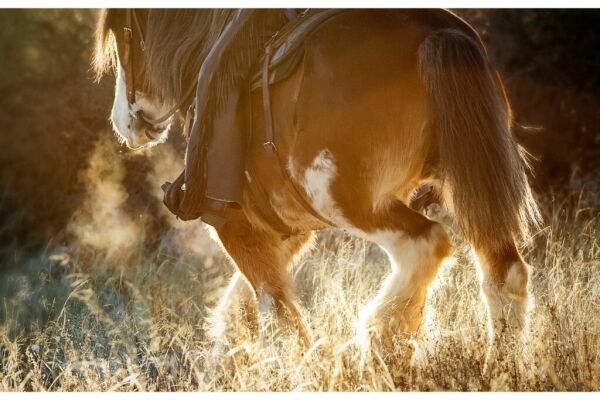 Horses With Hairy Feet? Yep, They're Called Feathers. - Horse Rookie