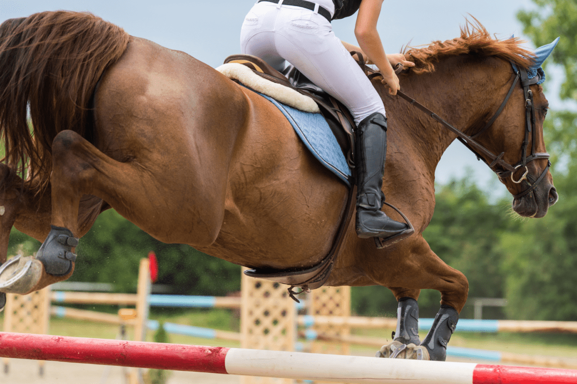 5 Trainer-Approved Horse Jumping Exercises for Beginners - Horse Rookie