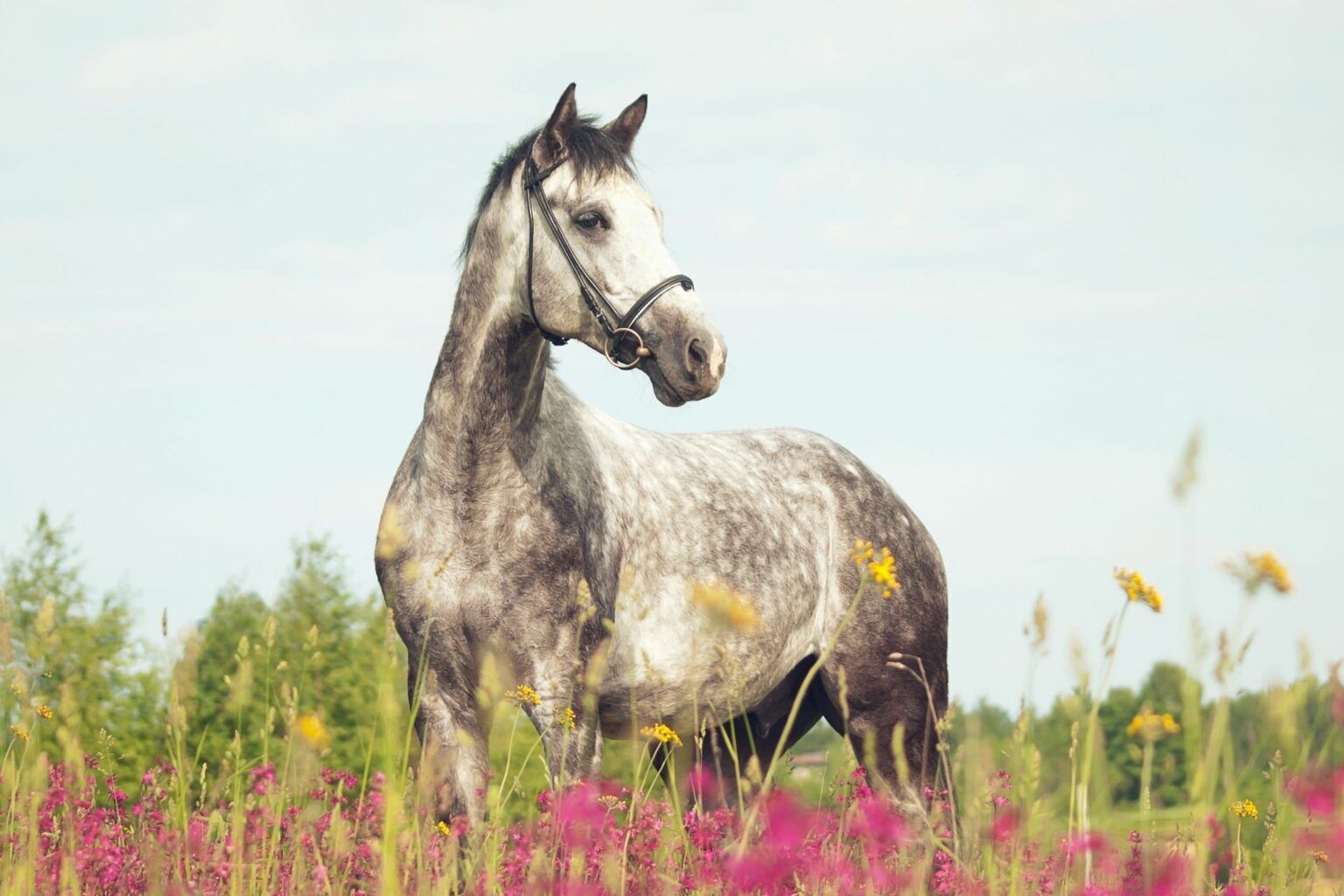 All About Horse Dapples (Genetics, Breeds, etc.) - Horse Rookie