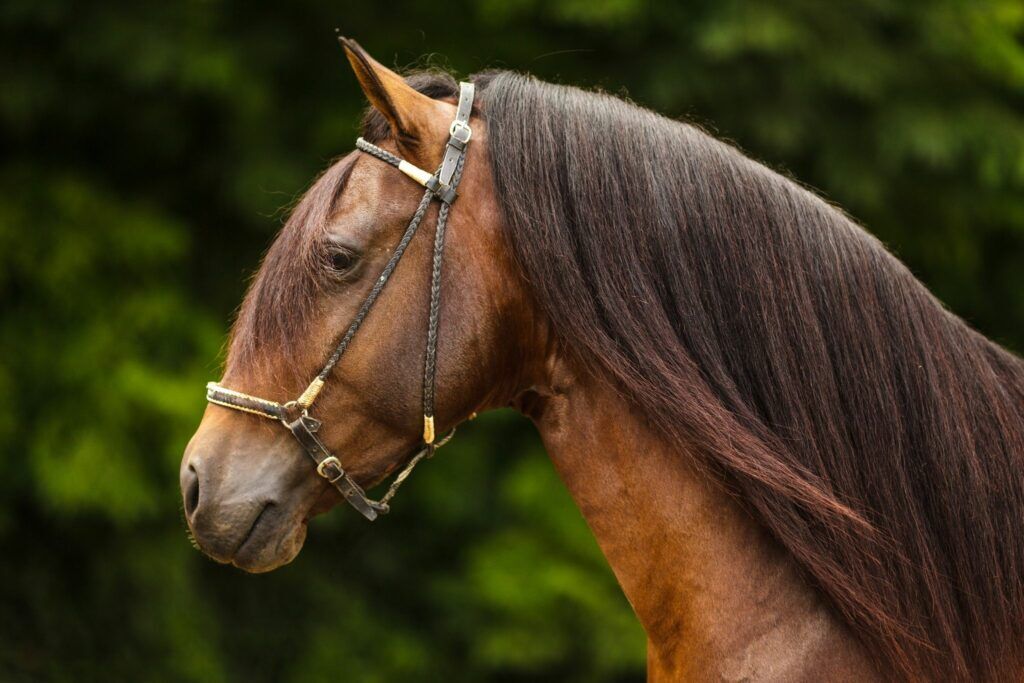Gaited Horses for Beginners: What You Need to Know! - Horse Rookie