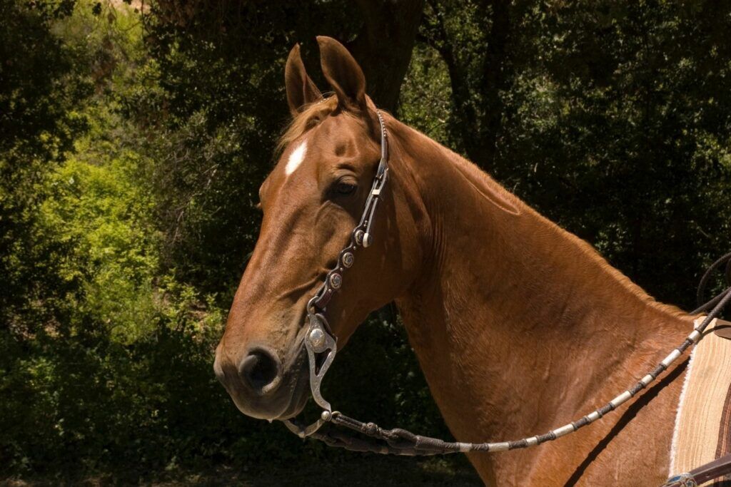 Gaited Horses for Beginners: What You Need to Know! - Horse Rookie